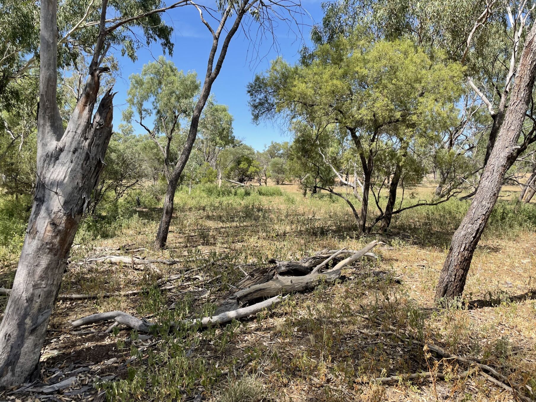 Home - Noxious Weed Control